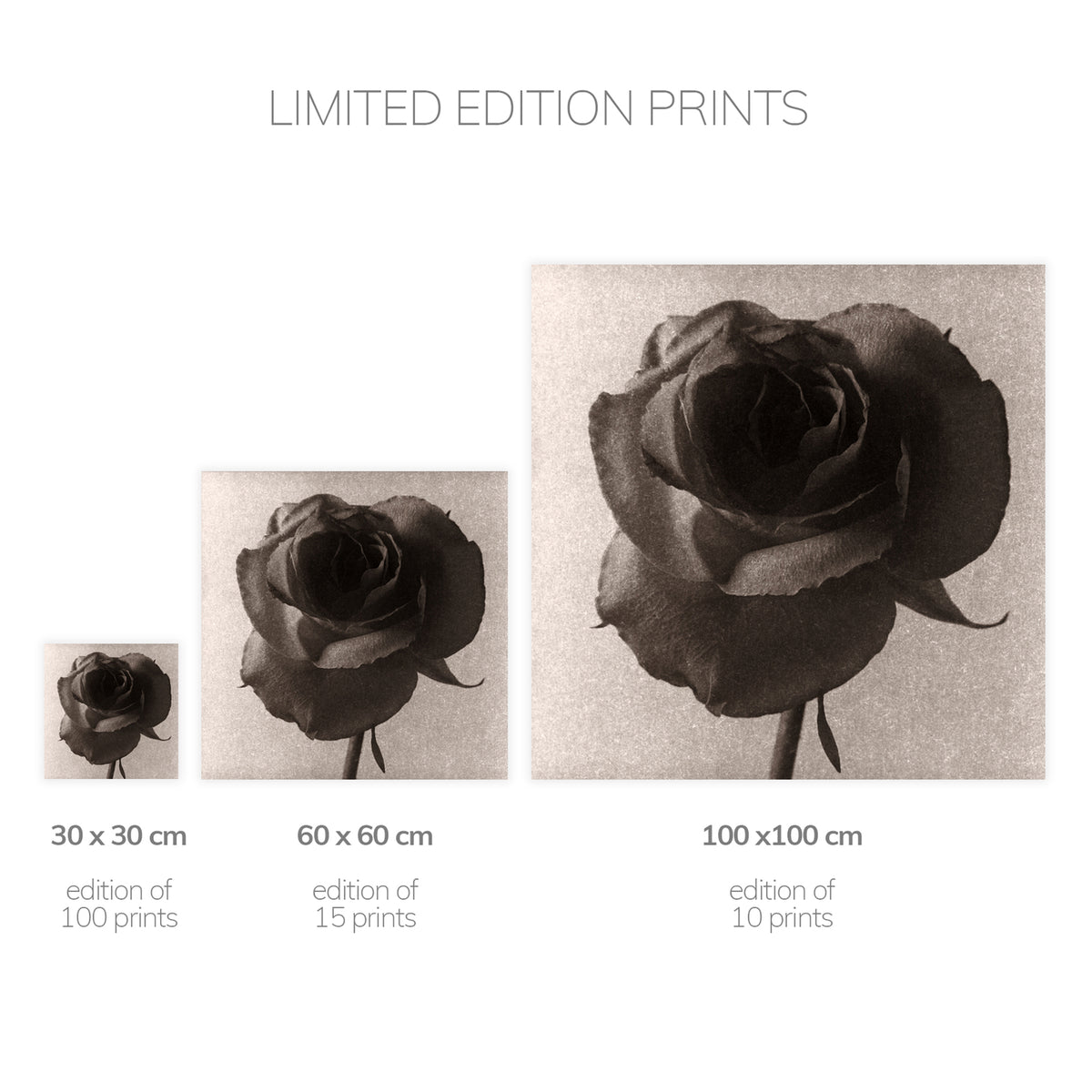 Rose No1 - Limited edition floral art print | Flora Rozita